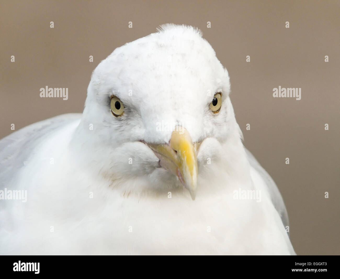 Angry seagull uk close up hi-res stock photography and images - Alamy