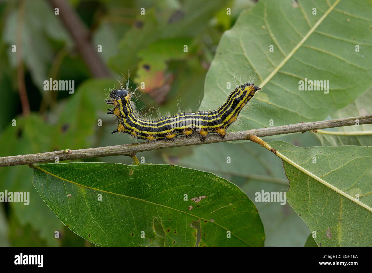 Angus datana caterpillar hi-res stock photography and images - Alamy
