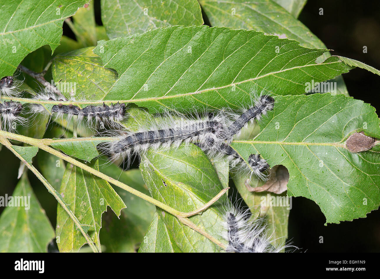 Walnut Caterpillar, Datana integerrima, North American Insect, moth ...