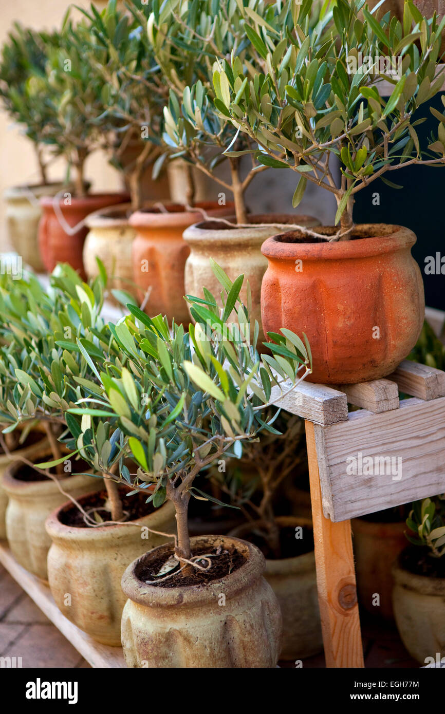Young olive trees growing on hi-res stock photography and images - Alamy