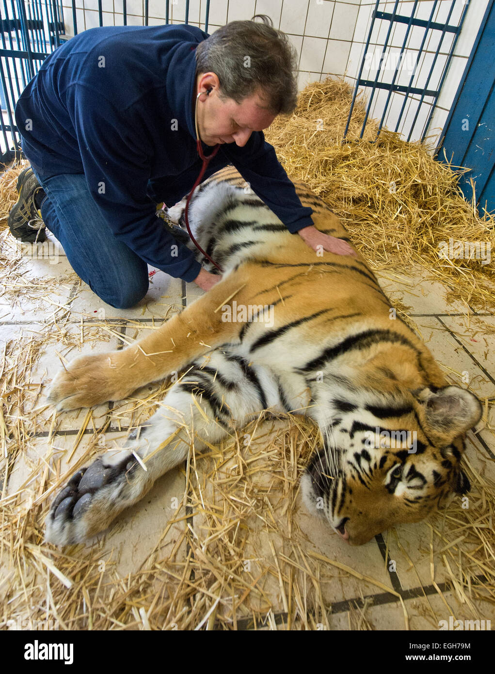 Ruesselsheim, Germany. 24th Feb, 2015. Veterinarian Ulf Riedel inspects ...