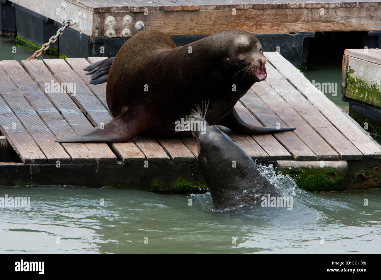 Fishermans wharf animals hi-res stock photography and images - Alamy
