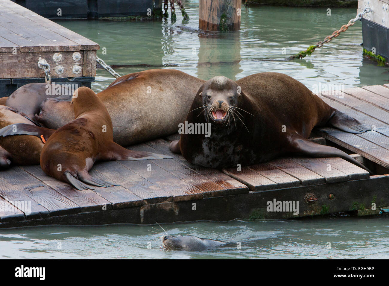 Fishermans wharf animals hi-res stock photography and images - Alamy