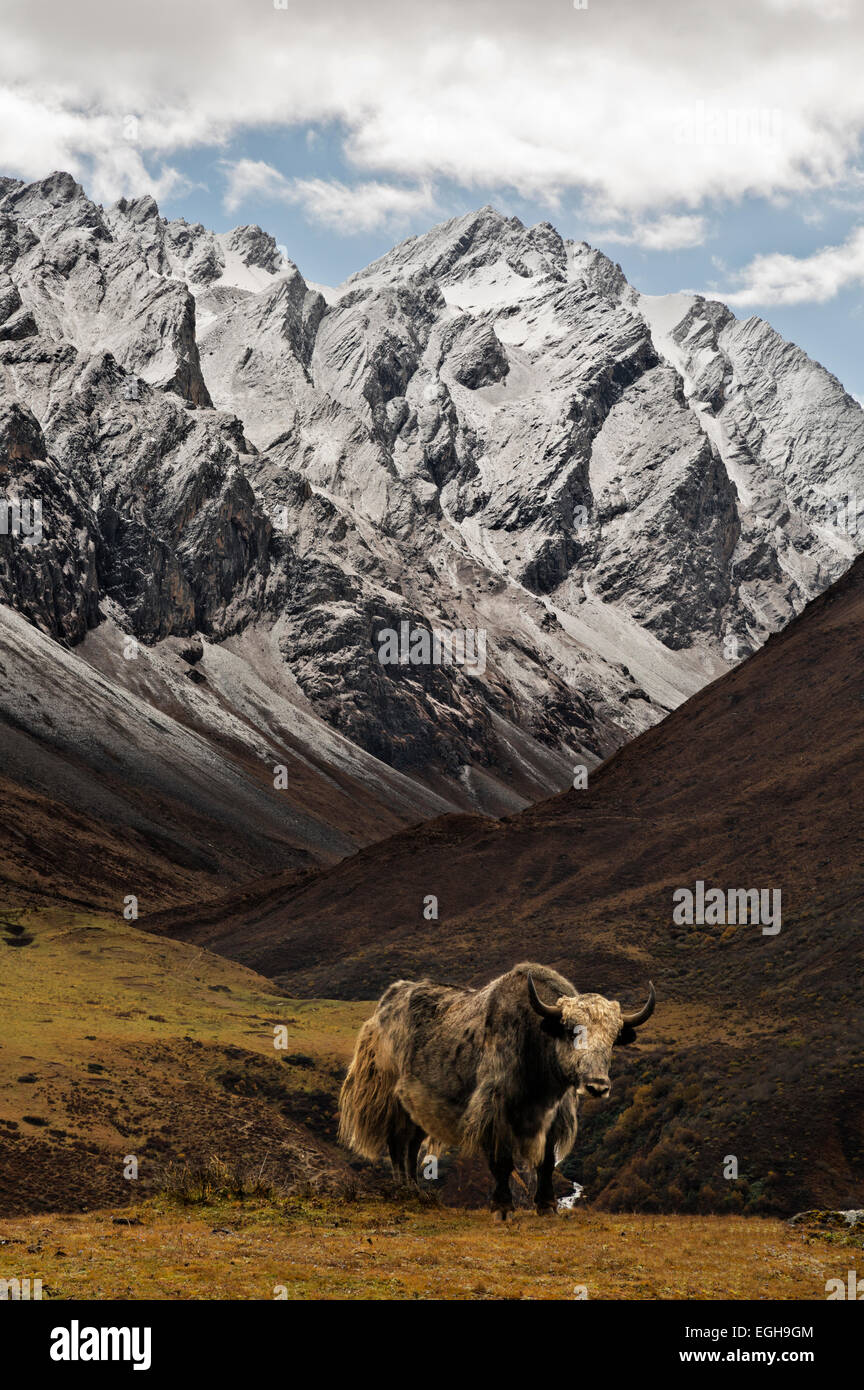 BU00215-00...BHUTAN - A yak grazing the alpine meadows on hillsides of ...