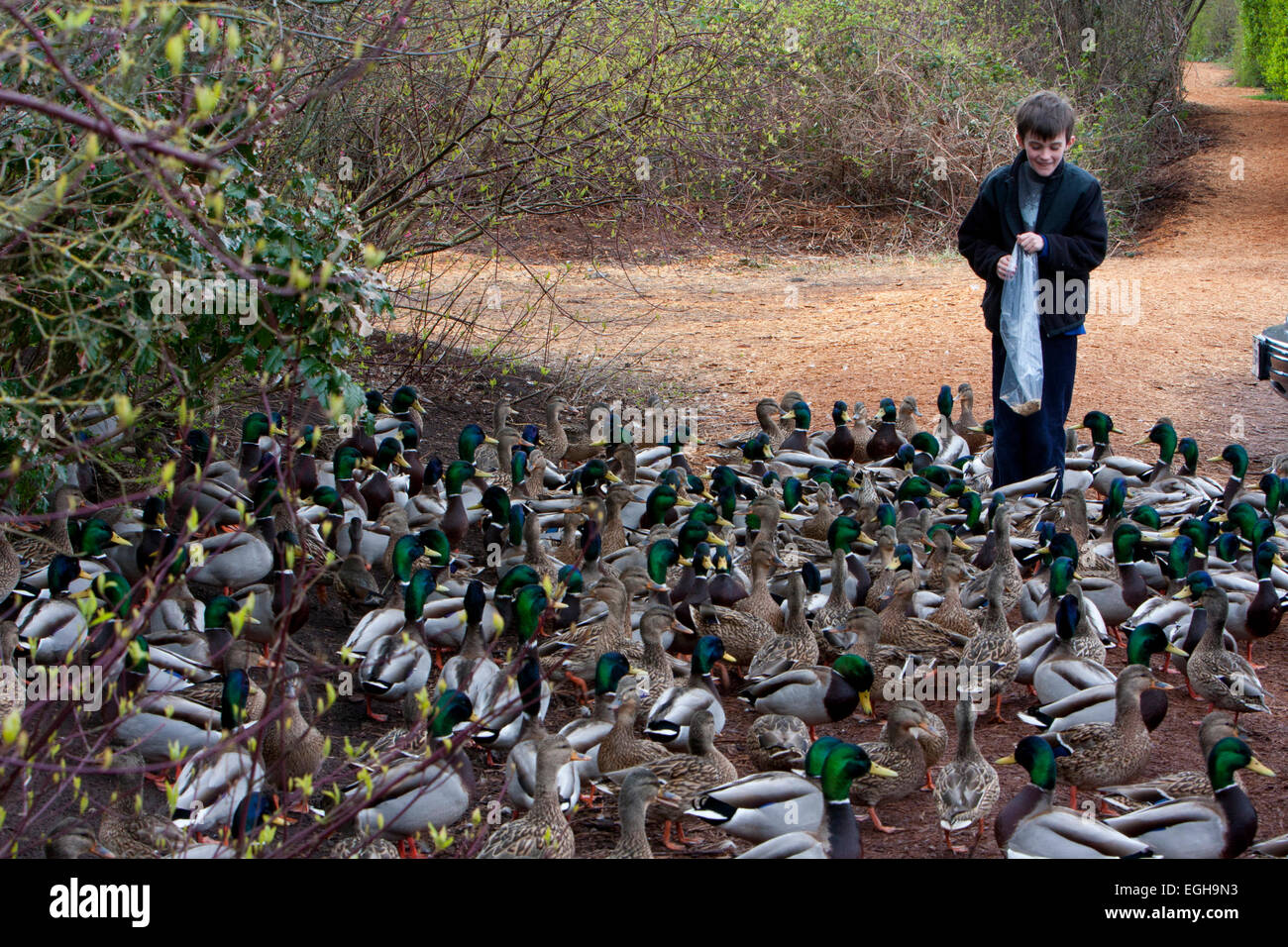 British mallards hi-res stock photography and images - Alamy