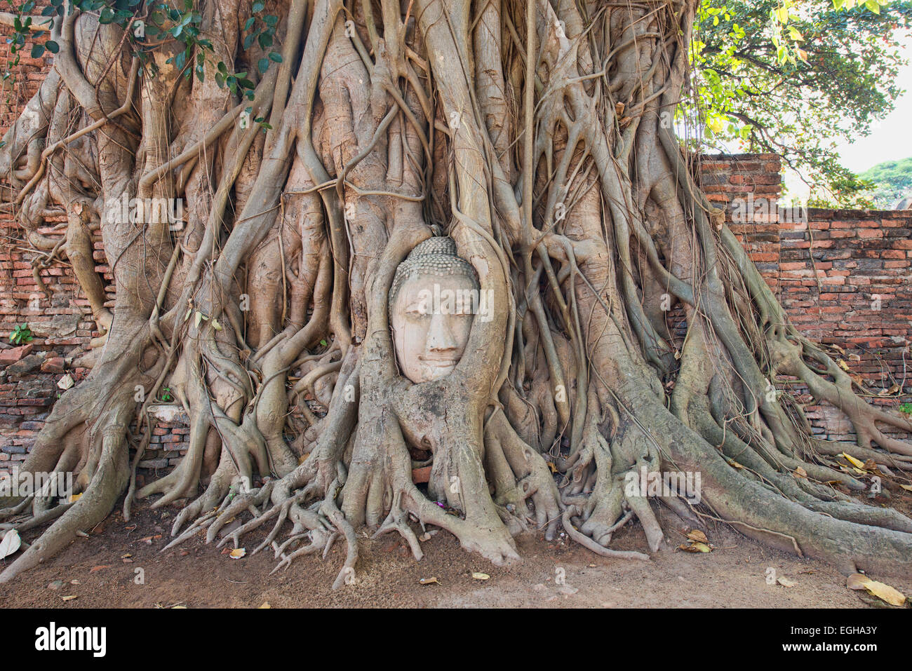 Buddha head in tree roots, Wat Mahathat, Ayutthaya Historical Park ...