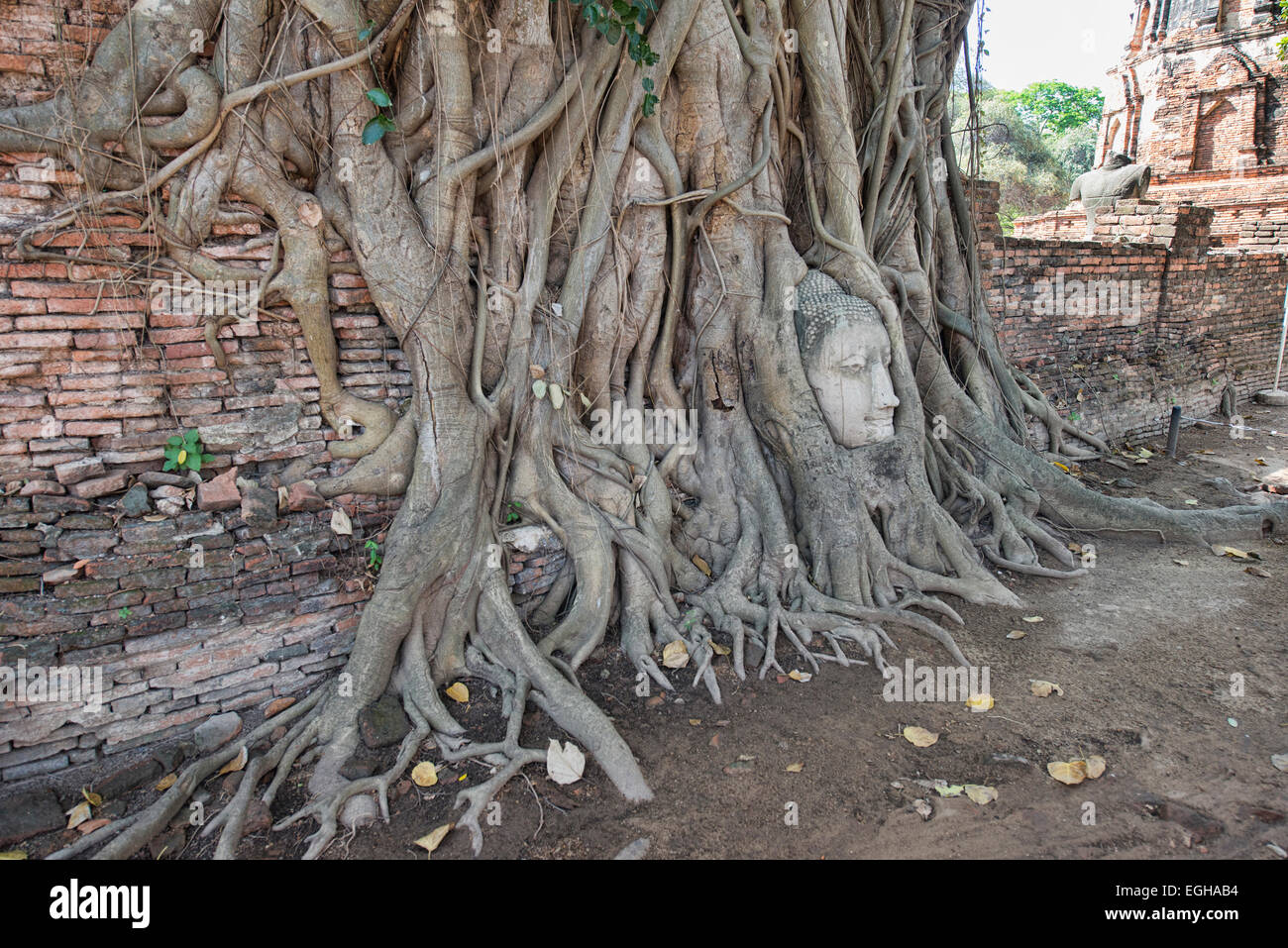 Buddha head in tree roots, Wat Mahathat, Ayutthaya Historical Park ...
