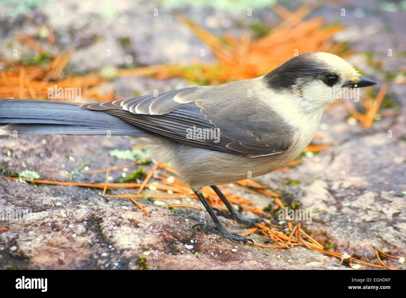 Canadian jay hi-res stock photography and images - Alamy