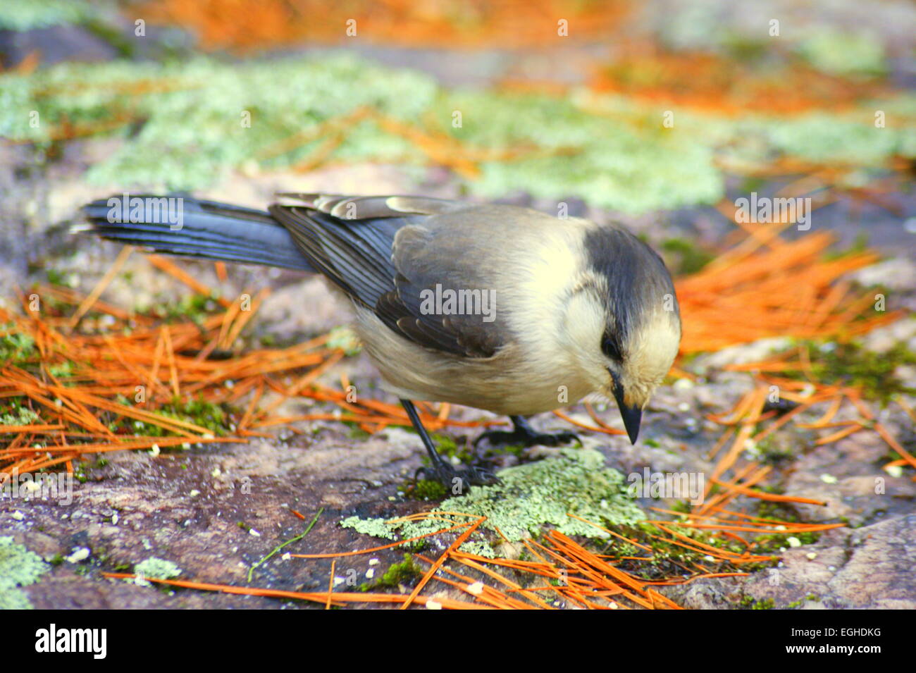 Canadian jay hi-res stock photography and images - Alamy
