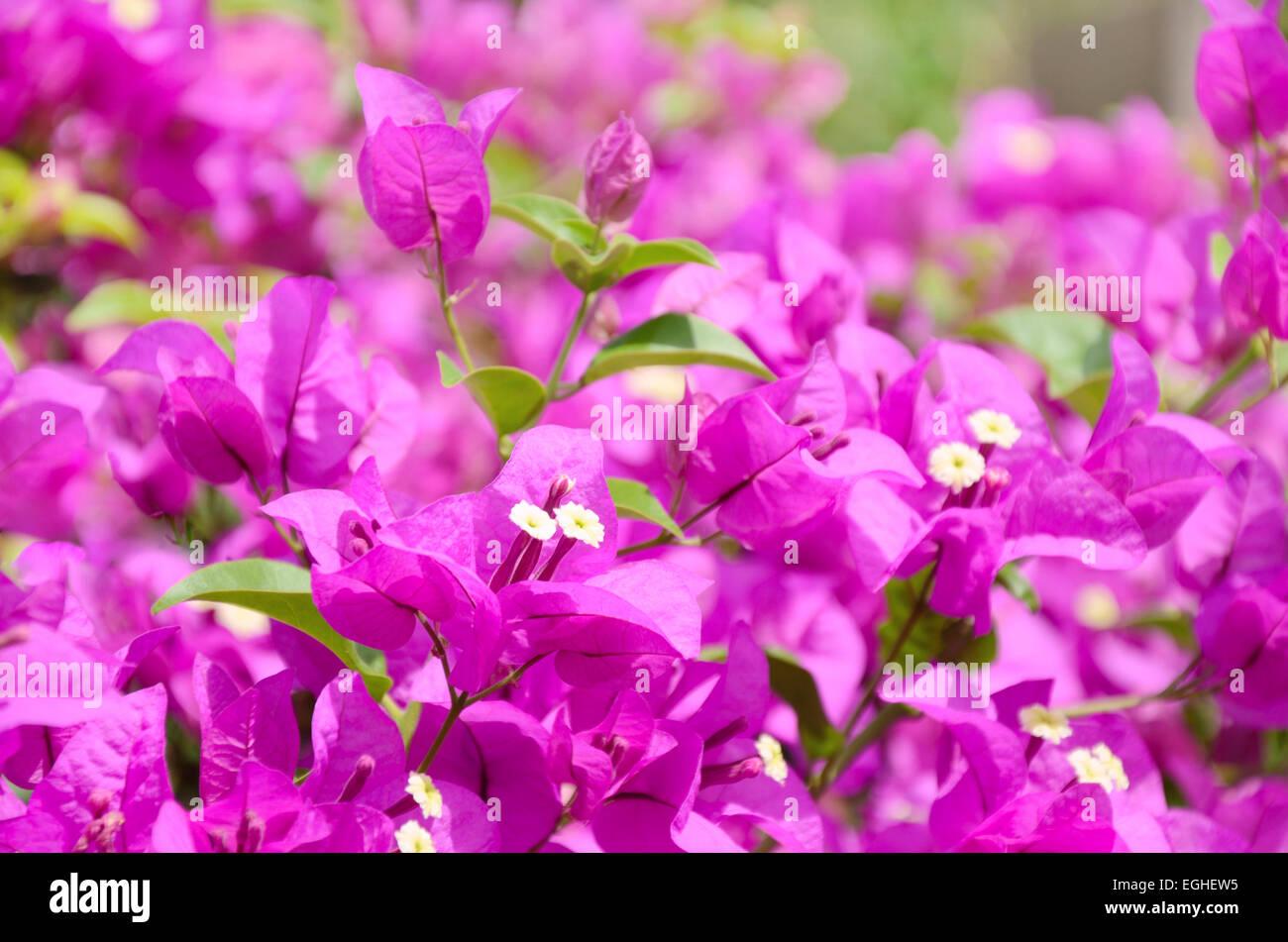 Bougainvillea flower blossom in hi-res stock photography and images - Alamy