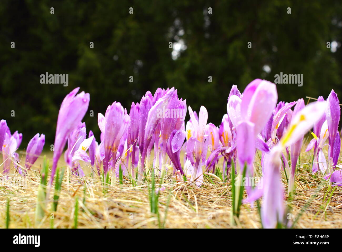 crocus sativus-one of the first flower of spring in the mountains Stock ...