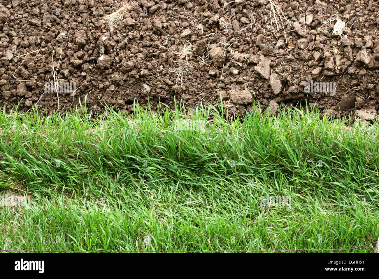 contrast textures - edge of plowed land and green grass Stock Photo - Alamy