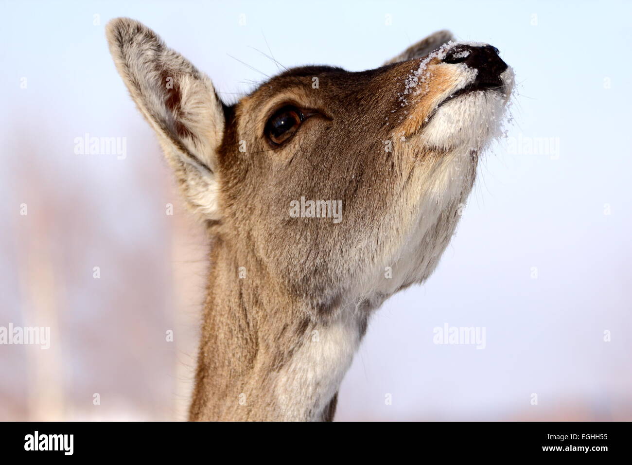 red deer doe raising its head Stock Photo - Alamy
