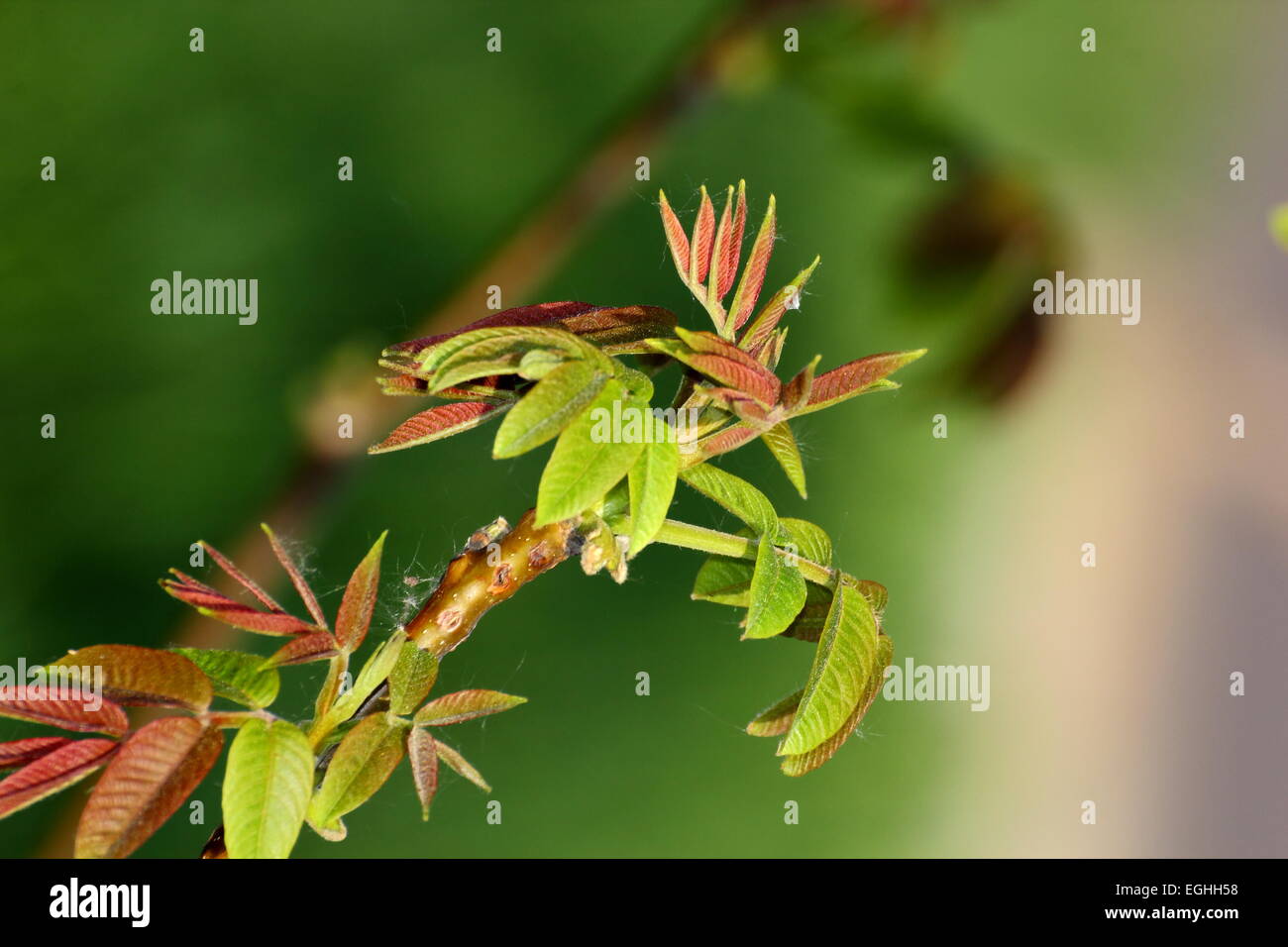emerging buds on a walnut tree in early spring Stock Photo - Alamy
