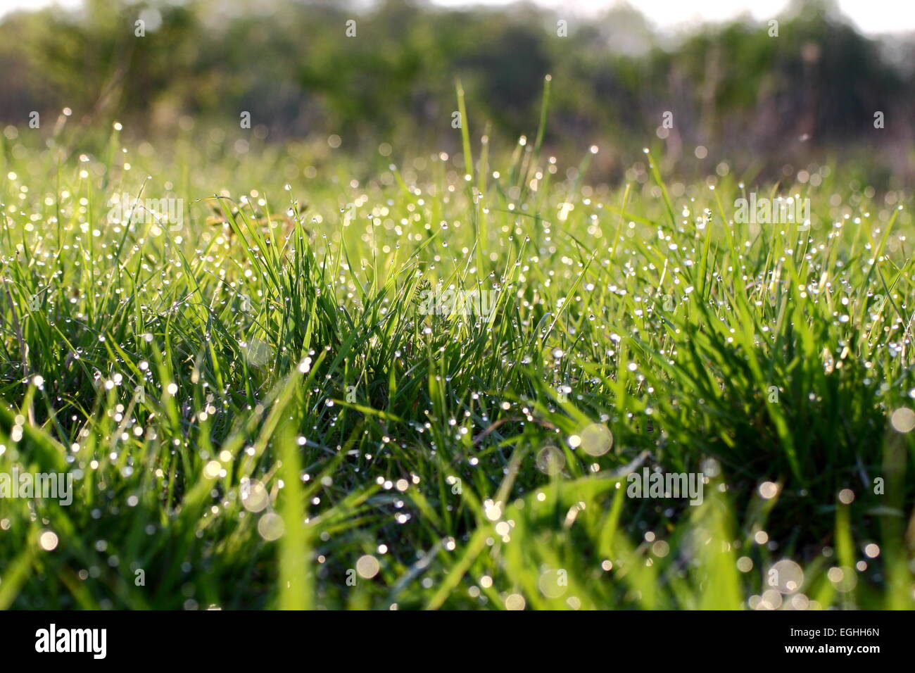 wet grass after a morning rain in spring Stock Photo - Alamy