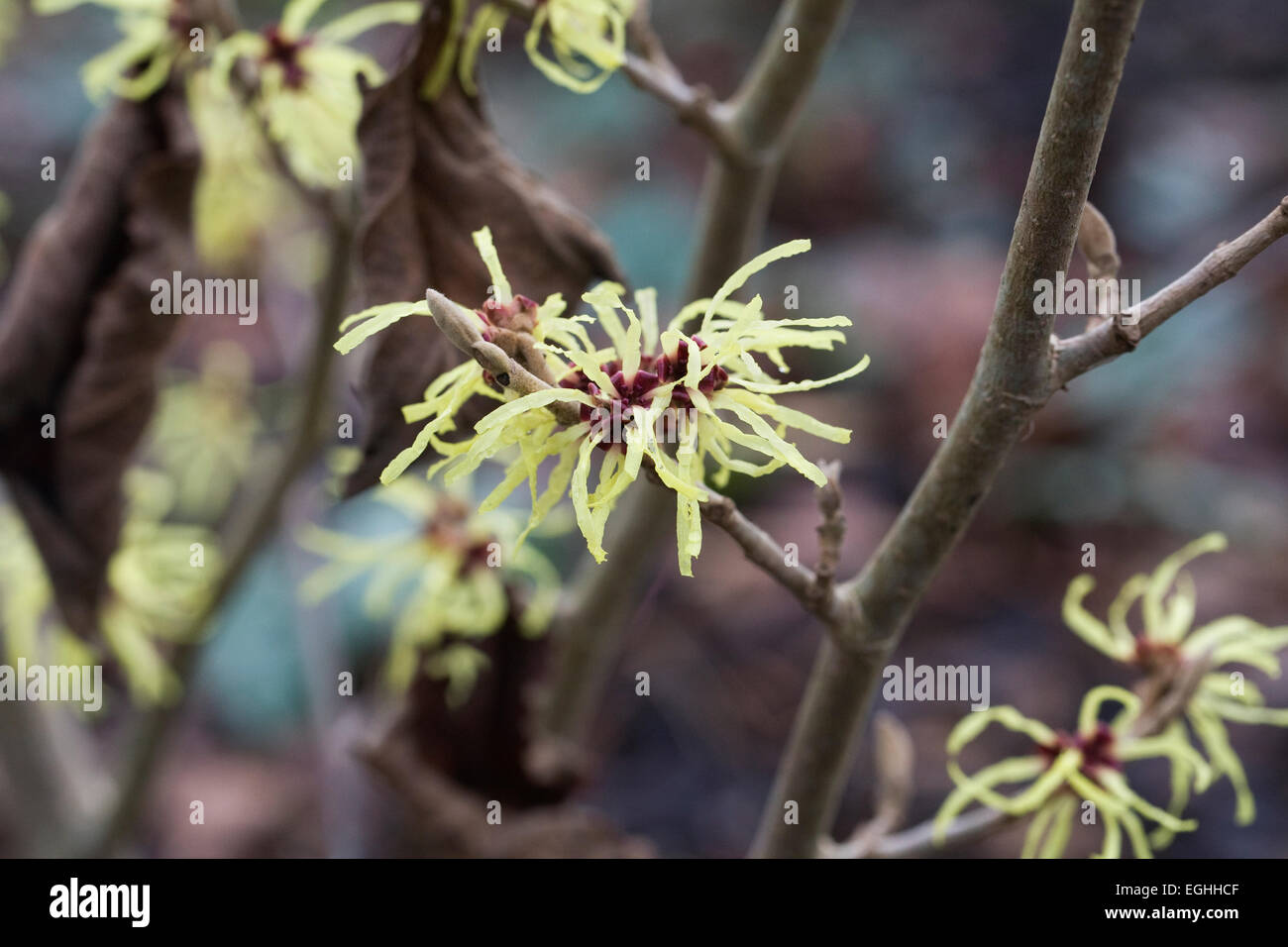 Hamamelis x intermedia 'Sunburst' flowers Stock Photo - Alamy