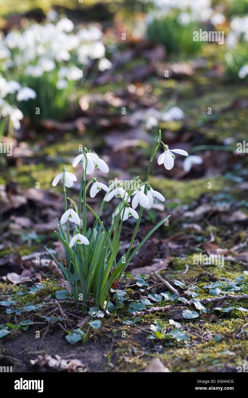 Galanthus magnet snowdrop carpet hi-res stock photography and images ...