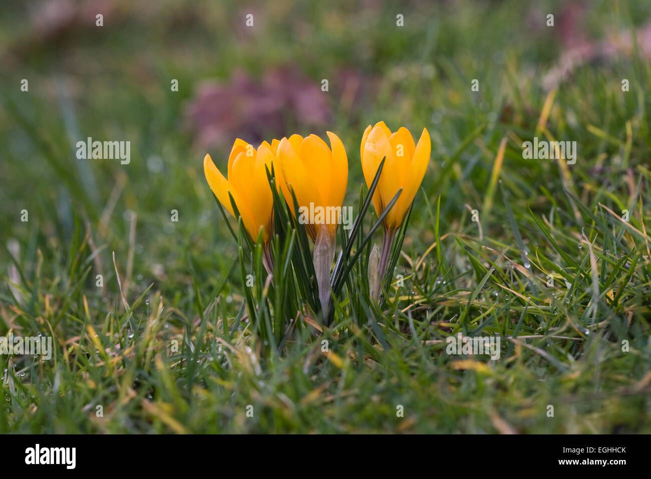 Yellow Spring crocuses growing in the garden Stock Photo - Alamy