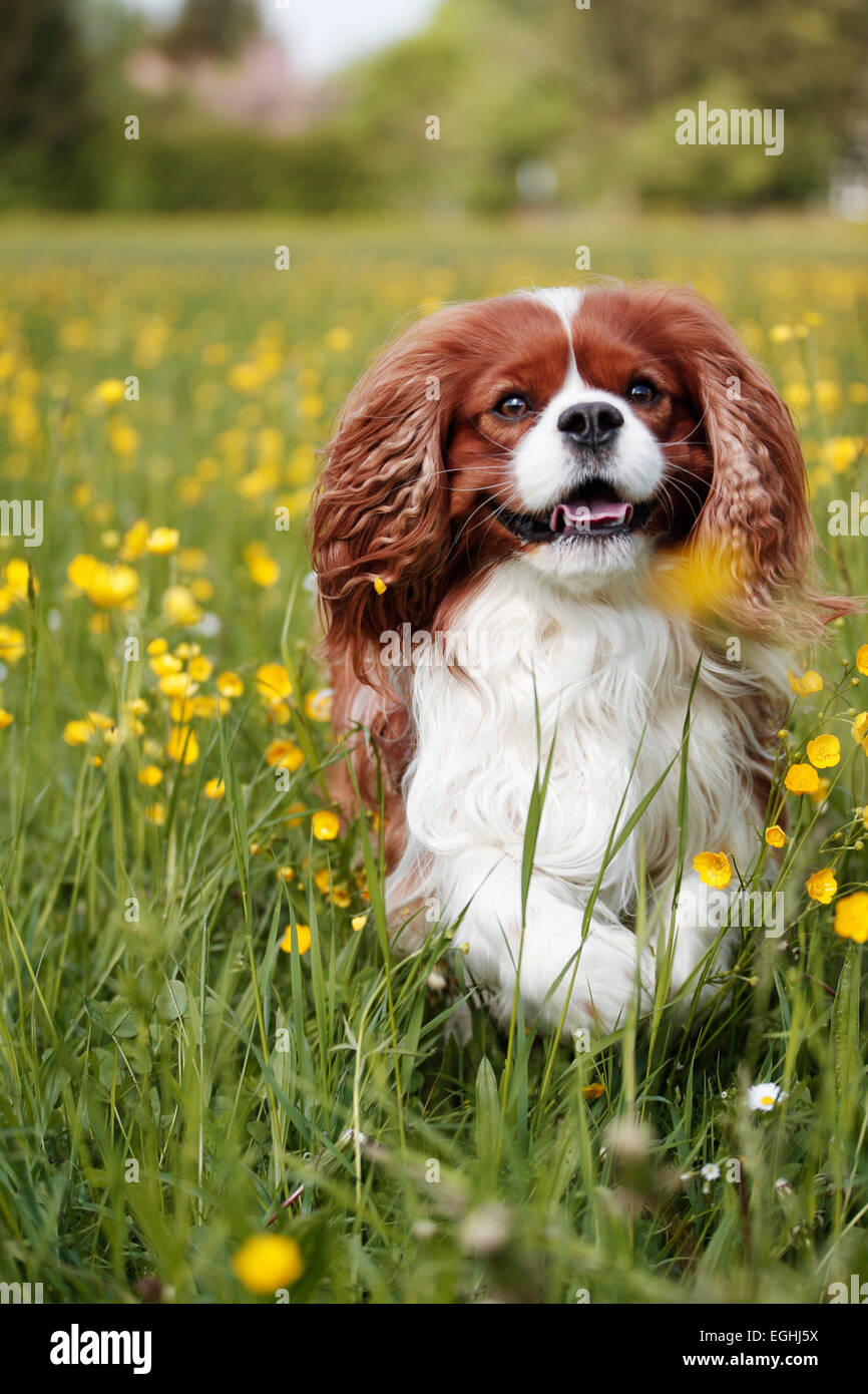 Field spaniel hi-res stock photography and images - Alamy
