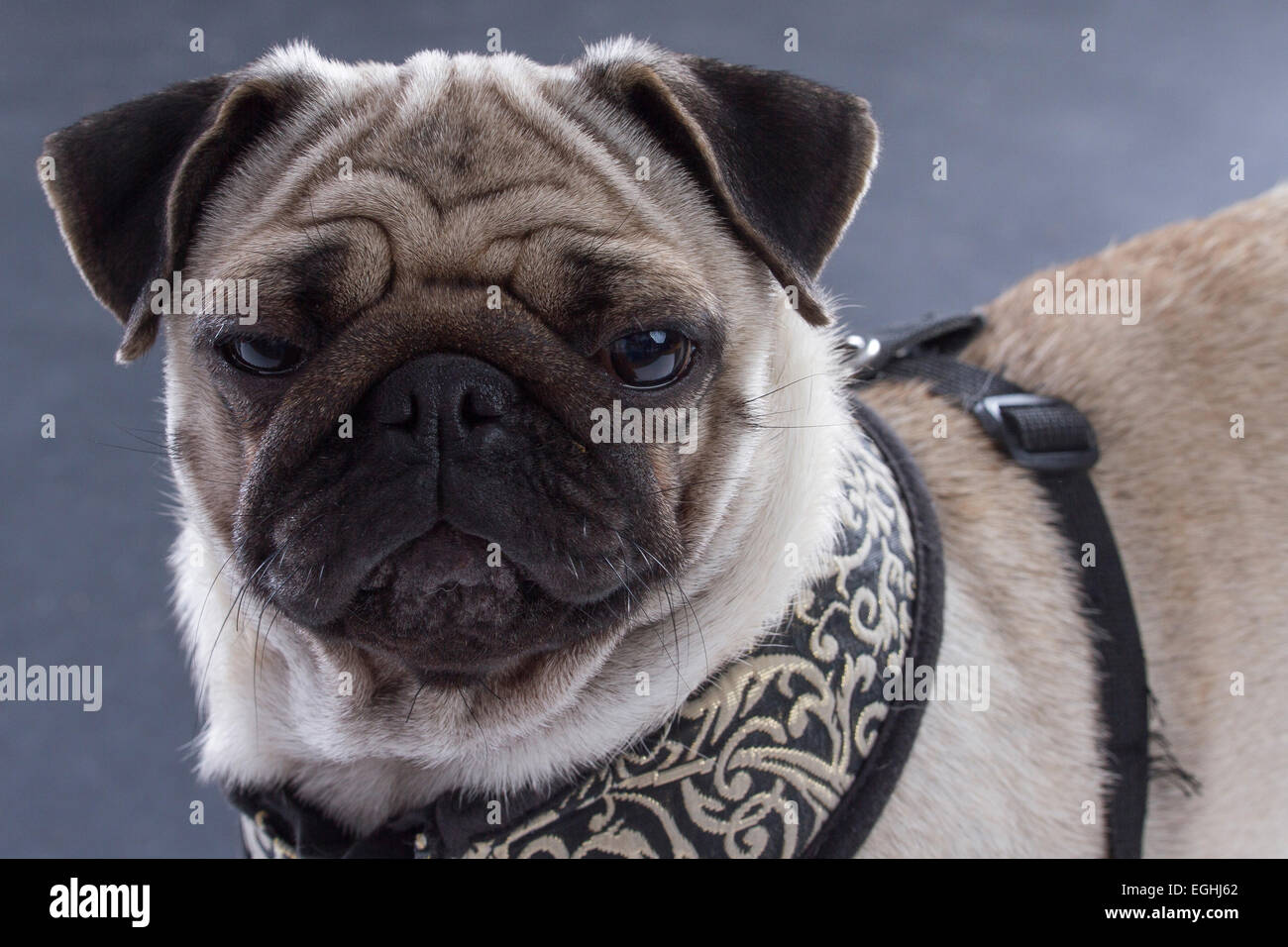 Grumpy pug hi-res stock photography and images - Alamy
