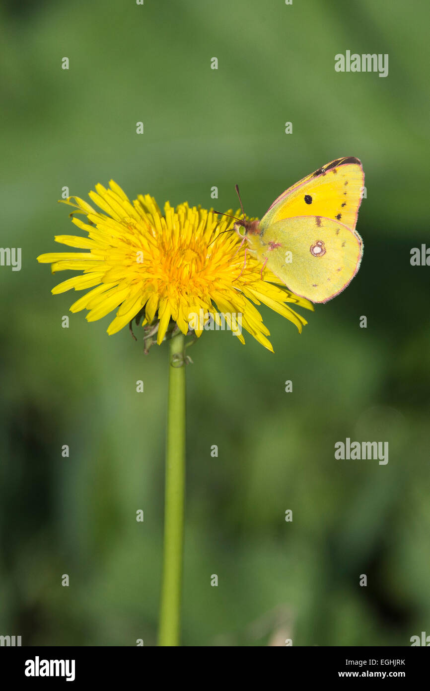 Clouded Yellow butterfly nectaring on a Dandelion flower, Cornwall ...