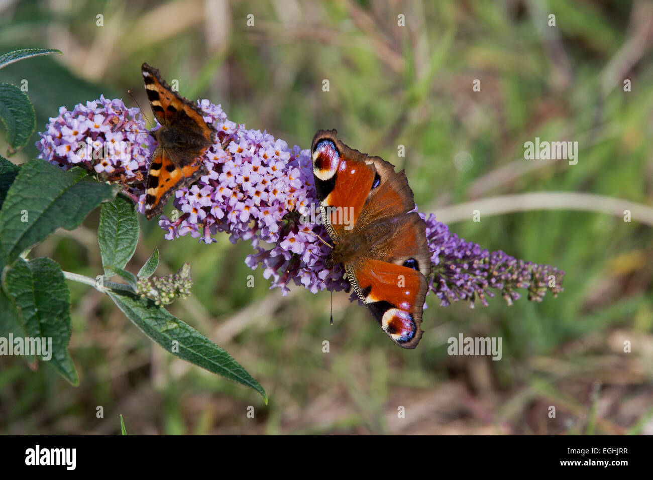 Peacock and Small Tortoiseshell butterflies nectaring on Buddleia ...