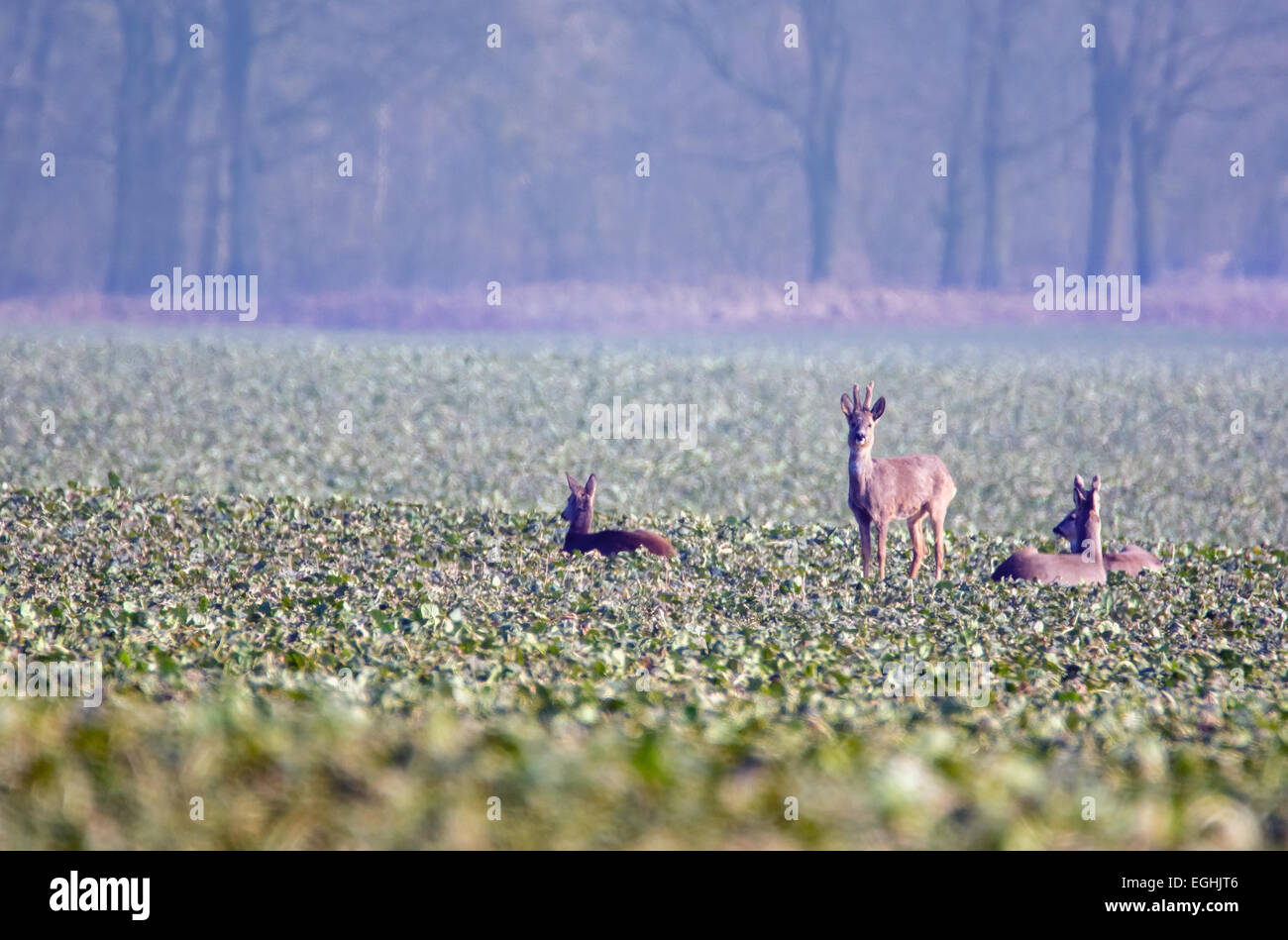 Hunger deer hi-res stock photography and images - Alamy