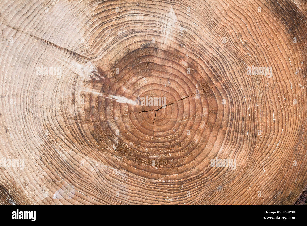 A tree trunk cut with chainsaw Stock Photo - Alamy