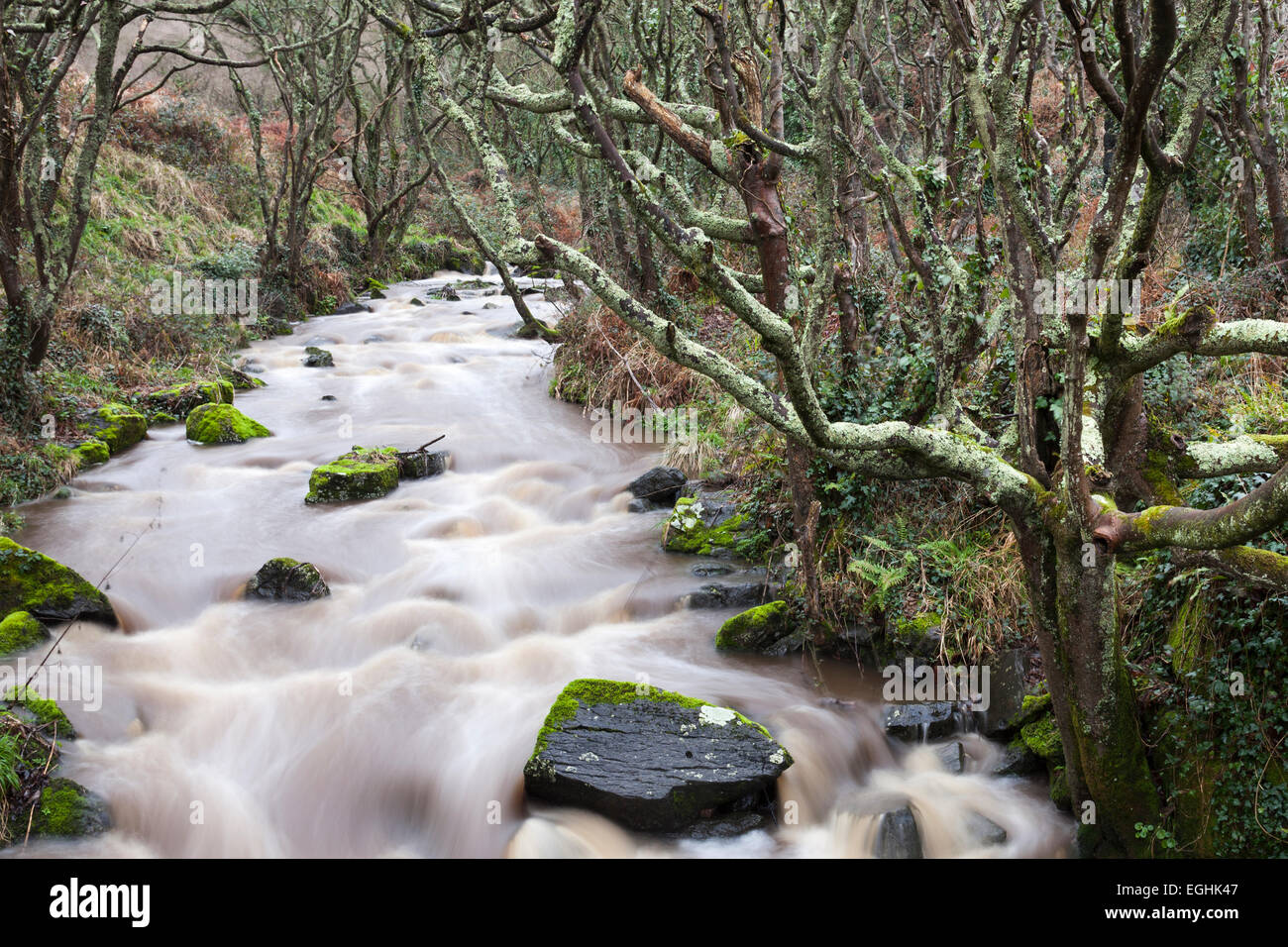 English woodland scene stream hi-res stock photography and images - Alamy