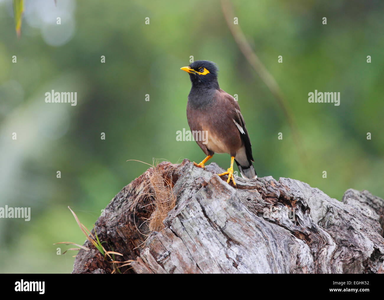 Indian myna bird hi-res stock photography and images - Alamy