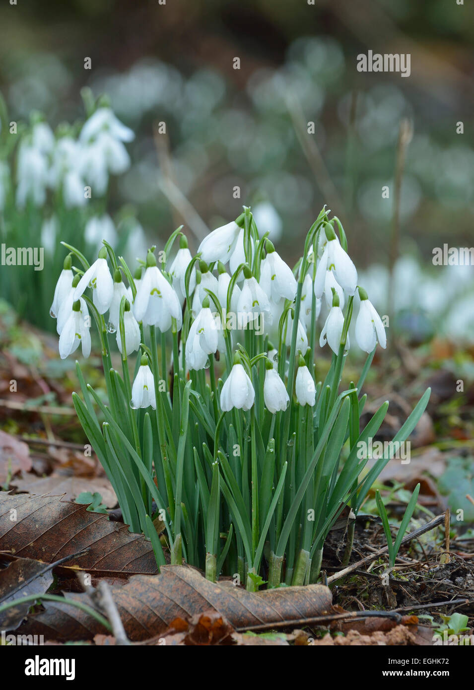 Snowdrops - Galanthus nivalis In woodland leaf litter, Snowdrop Valley ...