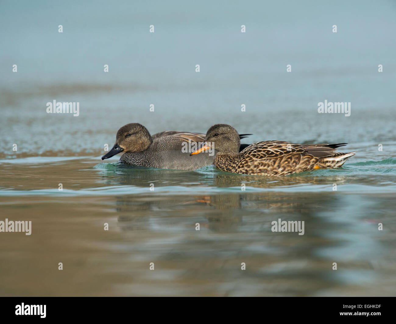 Gadwall (Anas strepera), Lake Constance, Baden-Wuerttemberg, Germany ...