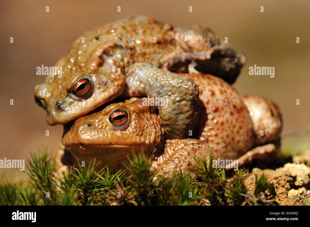 Common Toads or European Toads (Bufo bufo), pair mating, during the spring migration, North ...