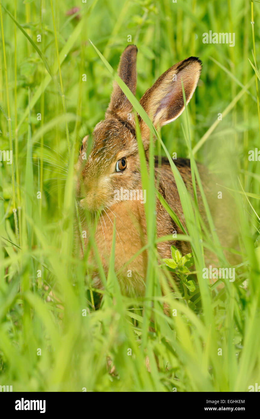 Hare (Lepus europaeus), young rabbit in tall grass, North Rhine ...