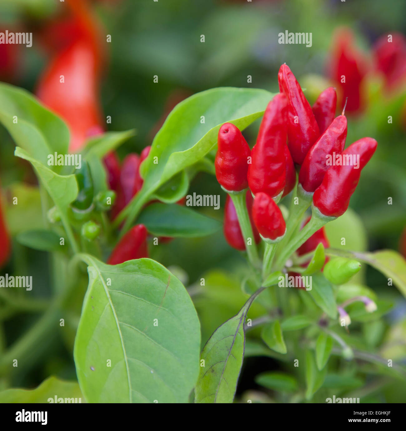 Fine grown chili pepper plant Stock Photo - Alamy
