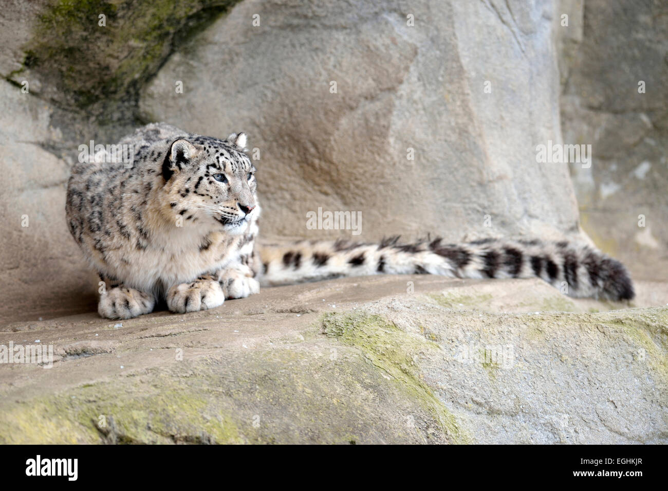 Crouching leopard hi-res stock photography and images - Alamy