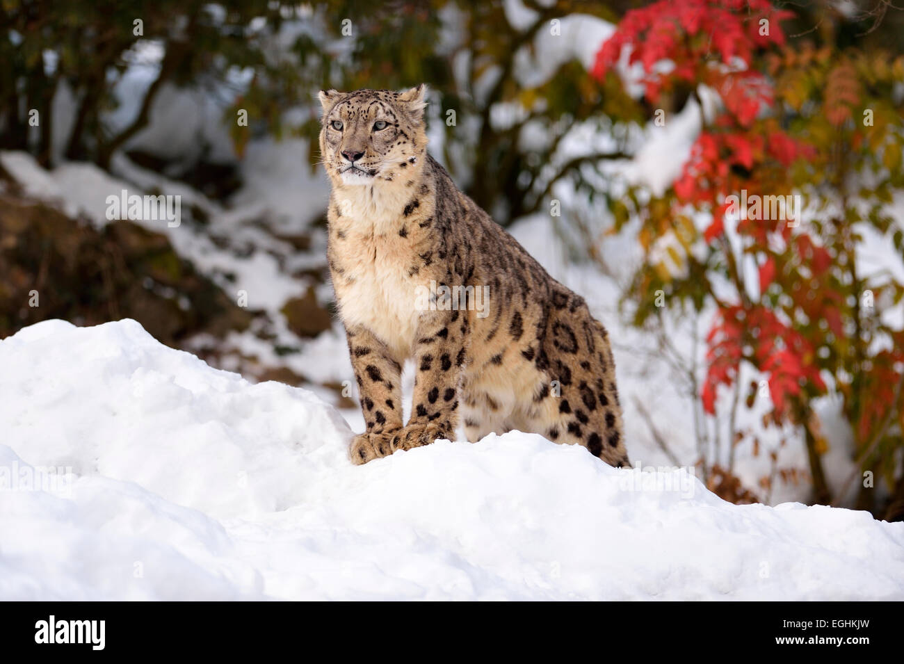 Snow Leopard (Panthera uncia), male, in the snow, captive, Switzerland ...