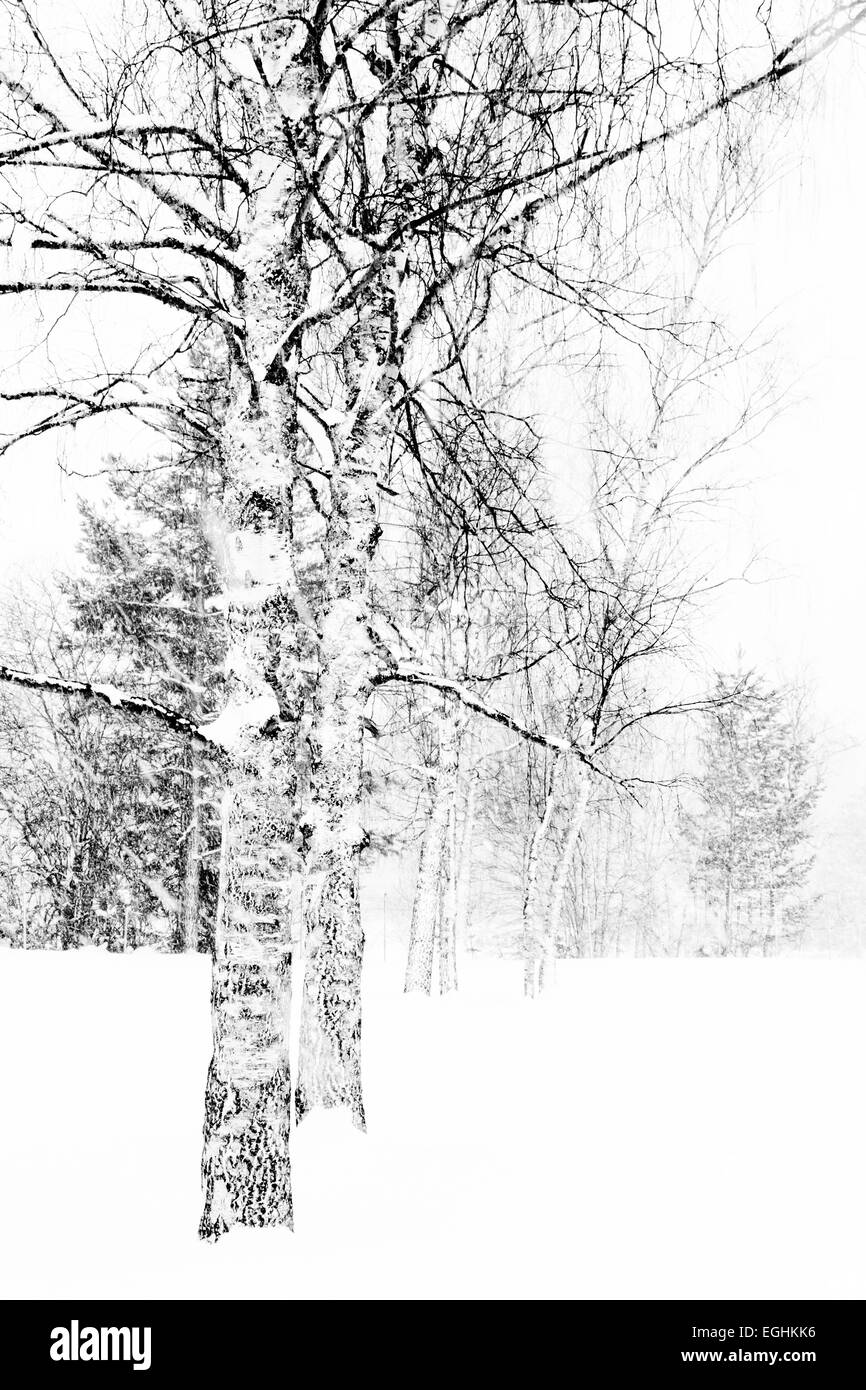 Snow-covered trees, Tyrol, Austria Stock Photo - Alamy