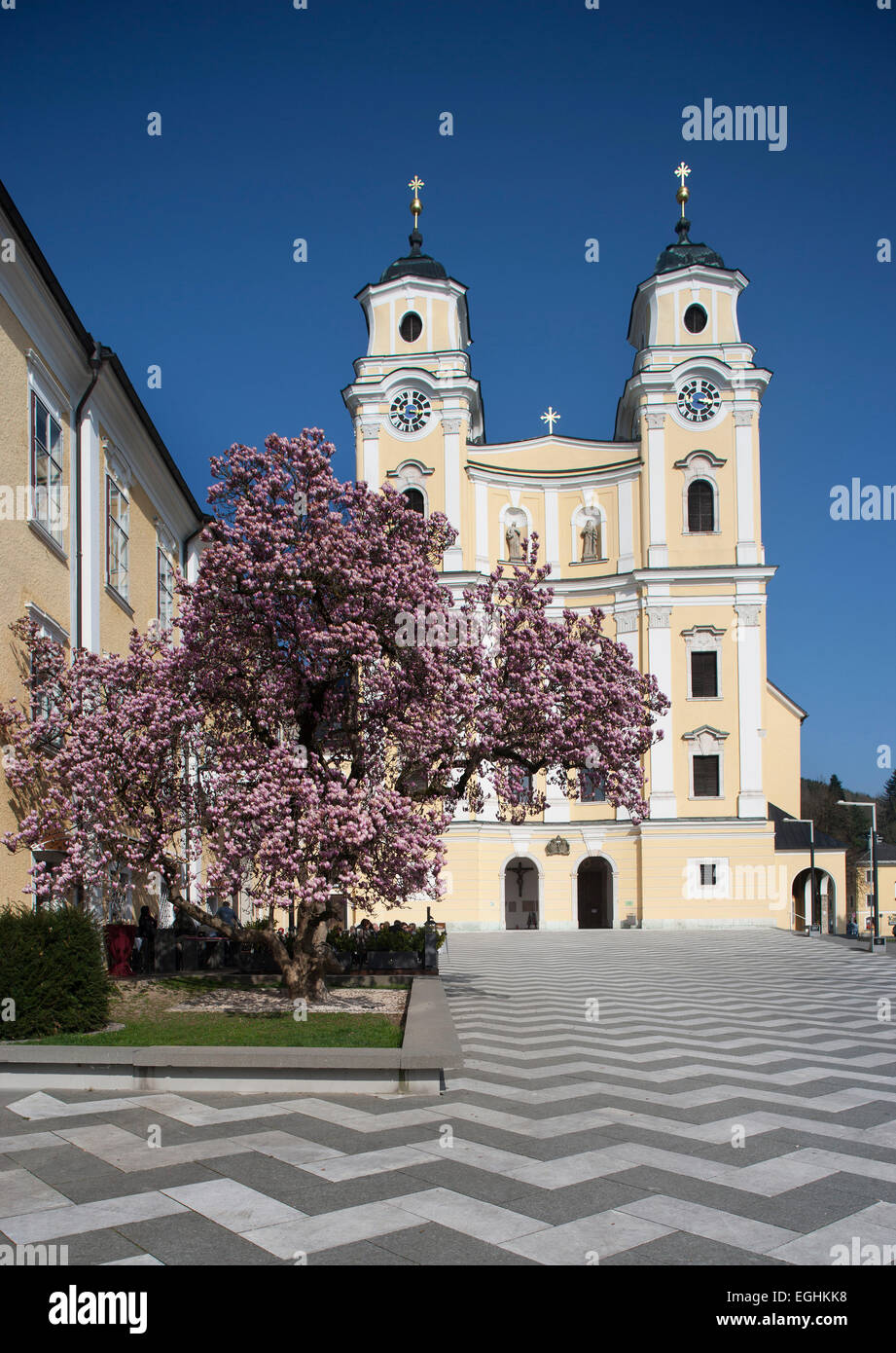 St. Michael Basilica with blooming magnolia tree, Kloster Mondsee ...