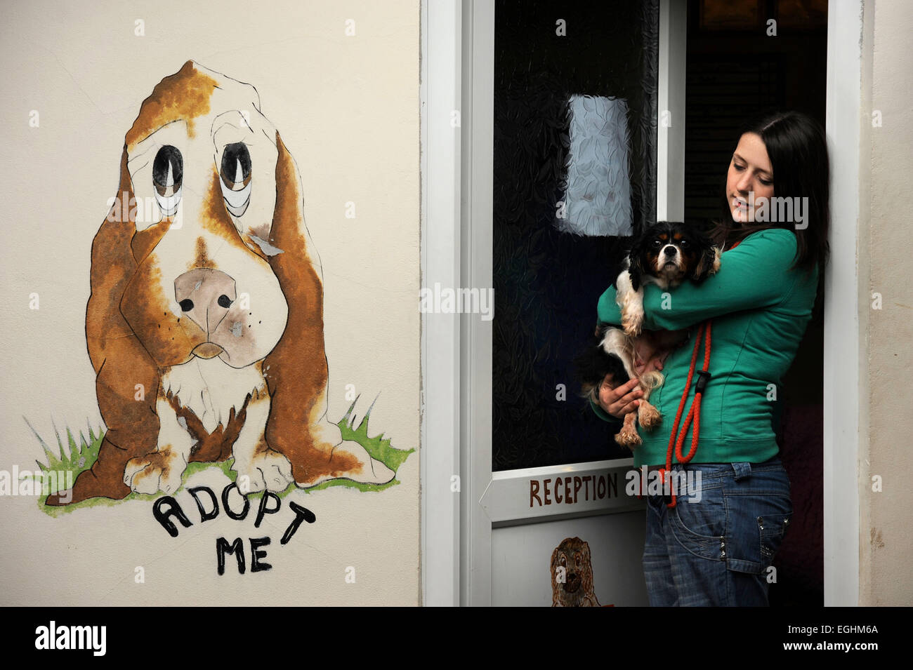 A rescued dog new arrival at the Many Tears Animal Rescue centre near ...