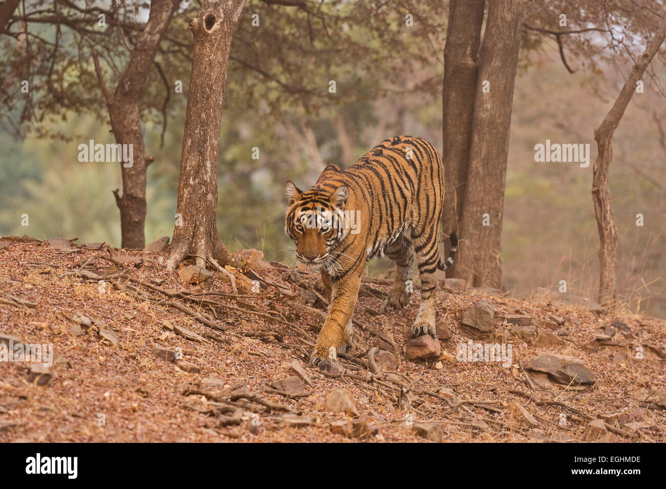 Wild tiger walking through the dry bush forests of Ranthambore national ...