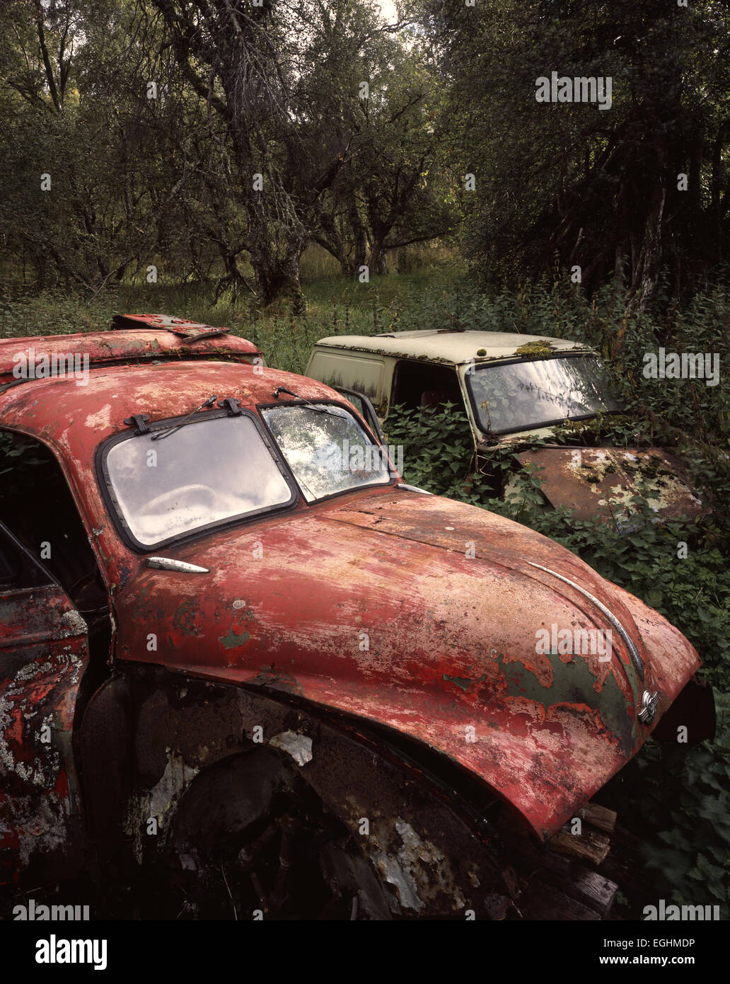 Abandoned cars found in Rothiemurchus Forest near Aviemore, Grampian ...