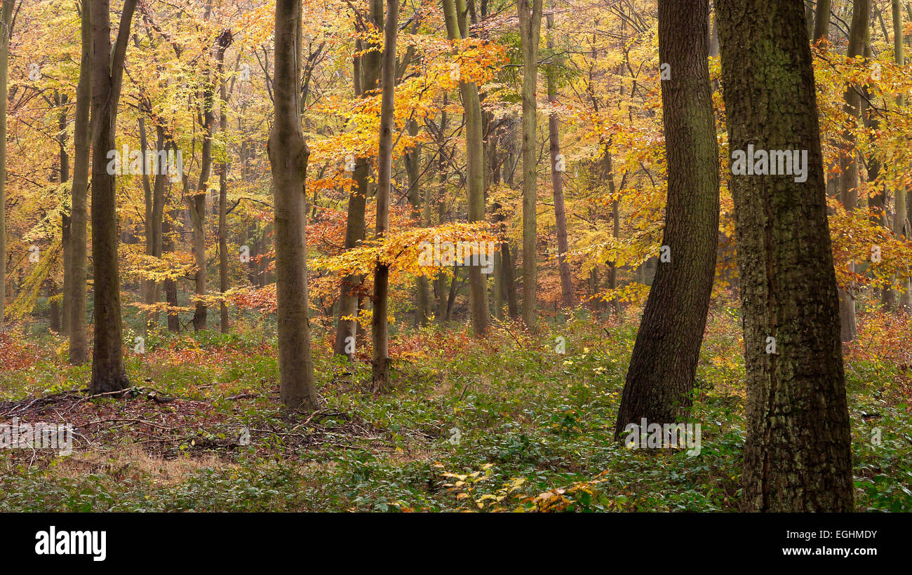 Wyre forest hi-res stock photography and images - Alamy