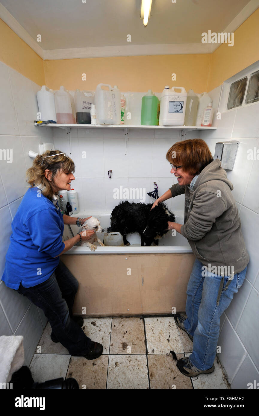 Dogs adoption many tears animal hi-res stock photography and images - Alamy