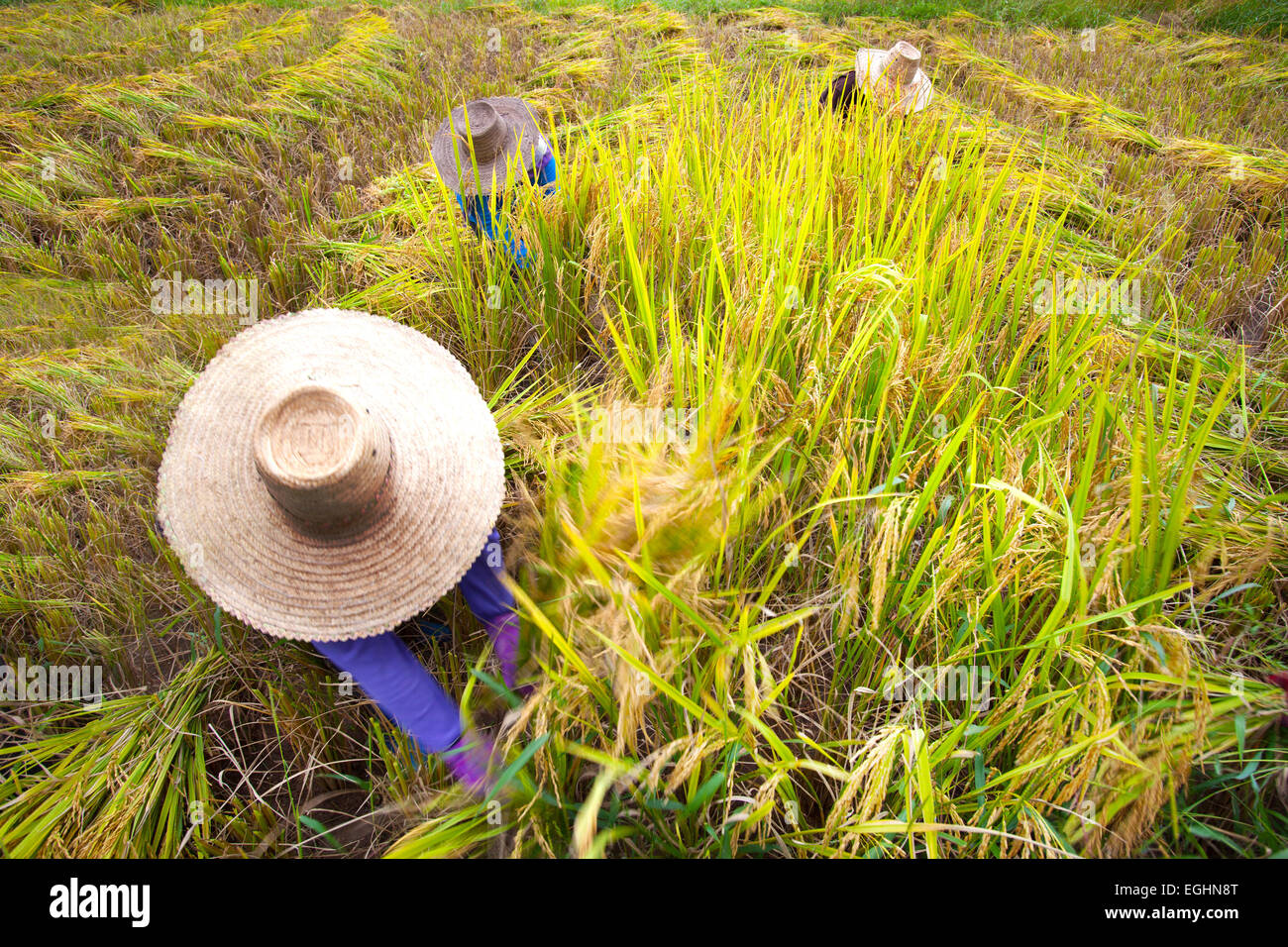 Harvesting rice thailand hi-res stock photography and images - Alamy