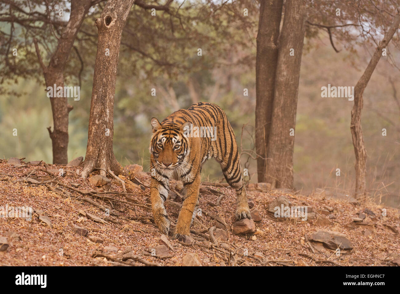 Wild tiger walking through the dry bush forests of Ranthambore national ...