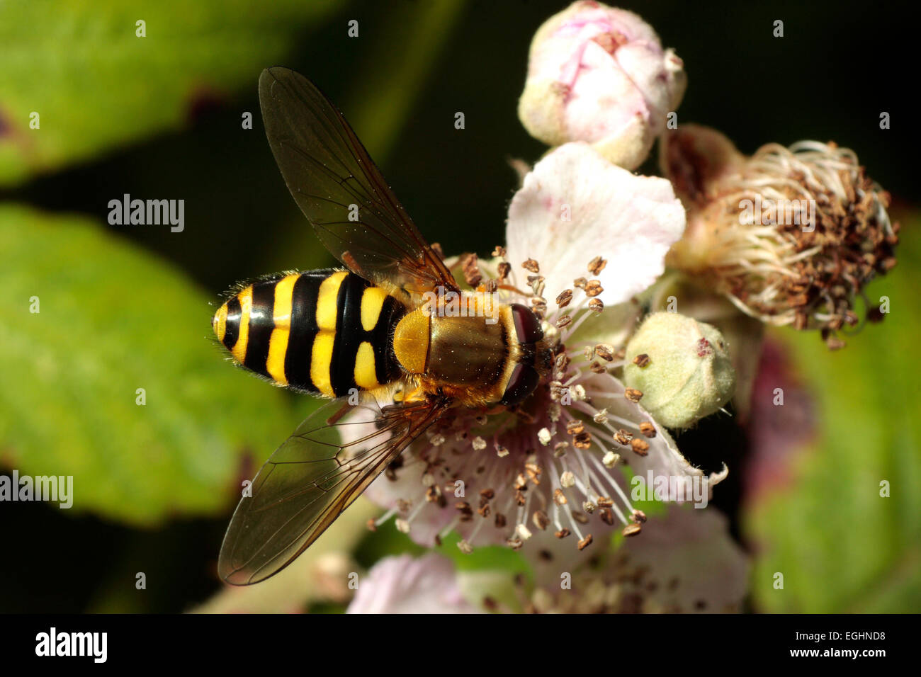 Eupeodes hi-res stock photography and images - Alamy