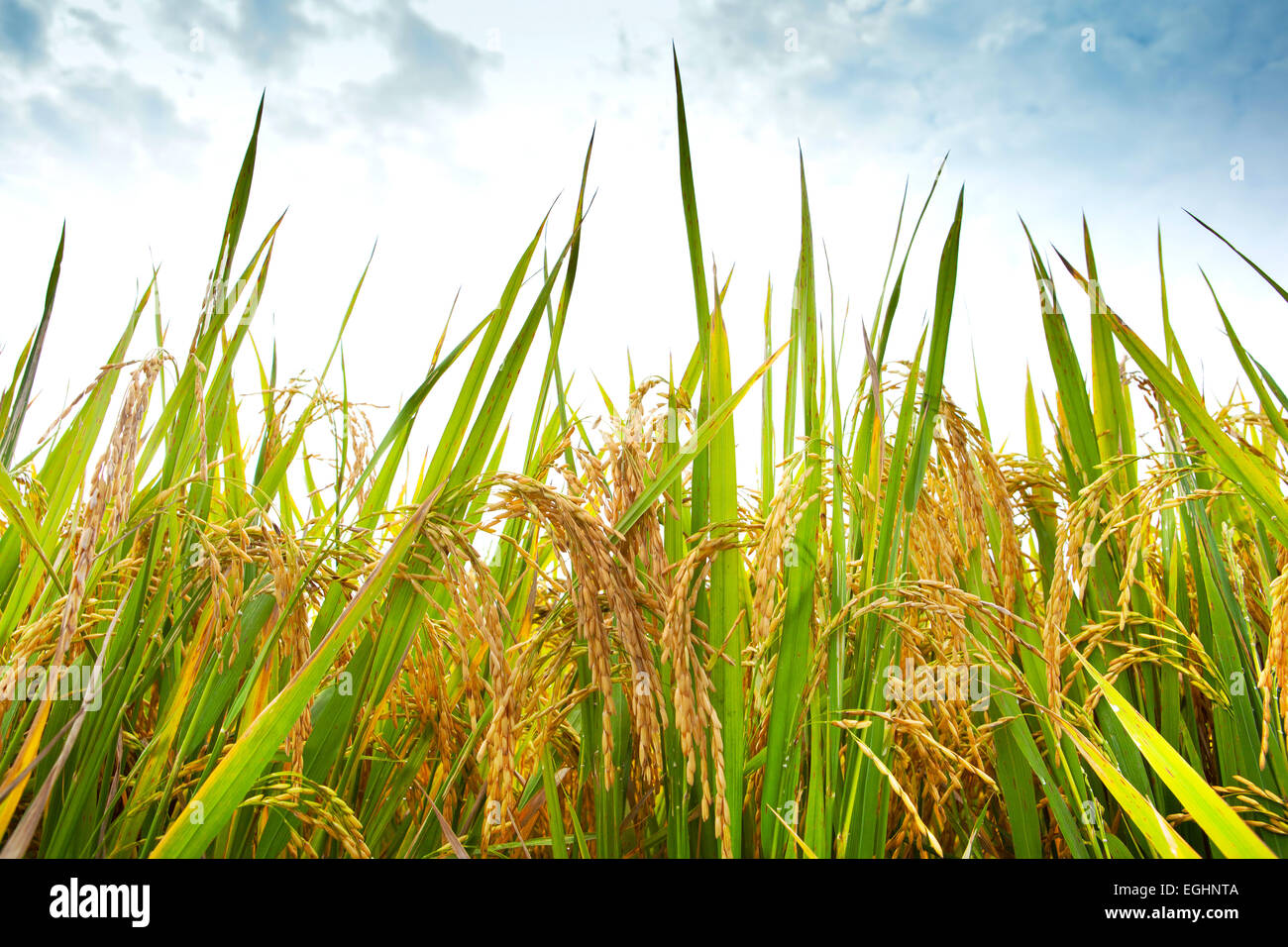 rice field in Nan, Thailand Stock Photo - Alamy
