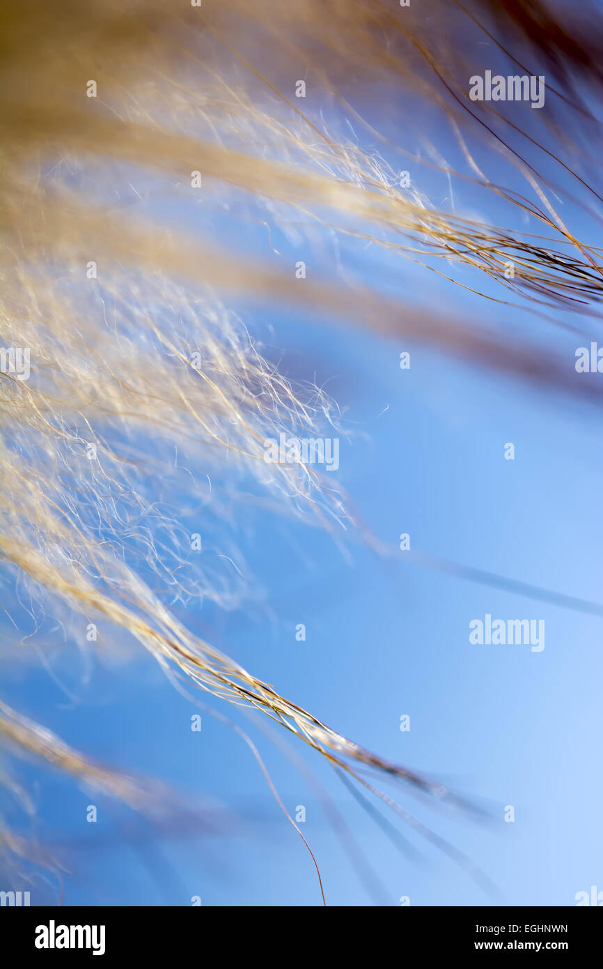 Closeup abstract fur texture background on the blue Stock Photo - Alamy