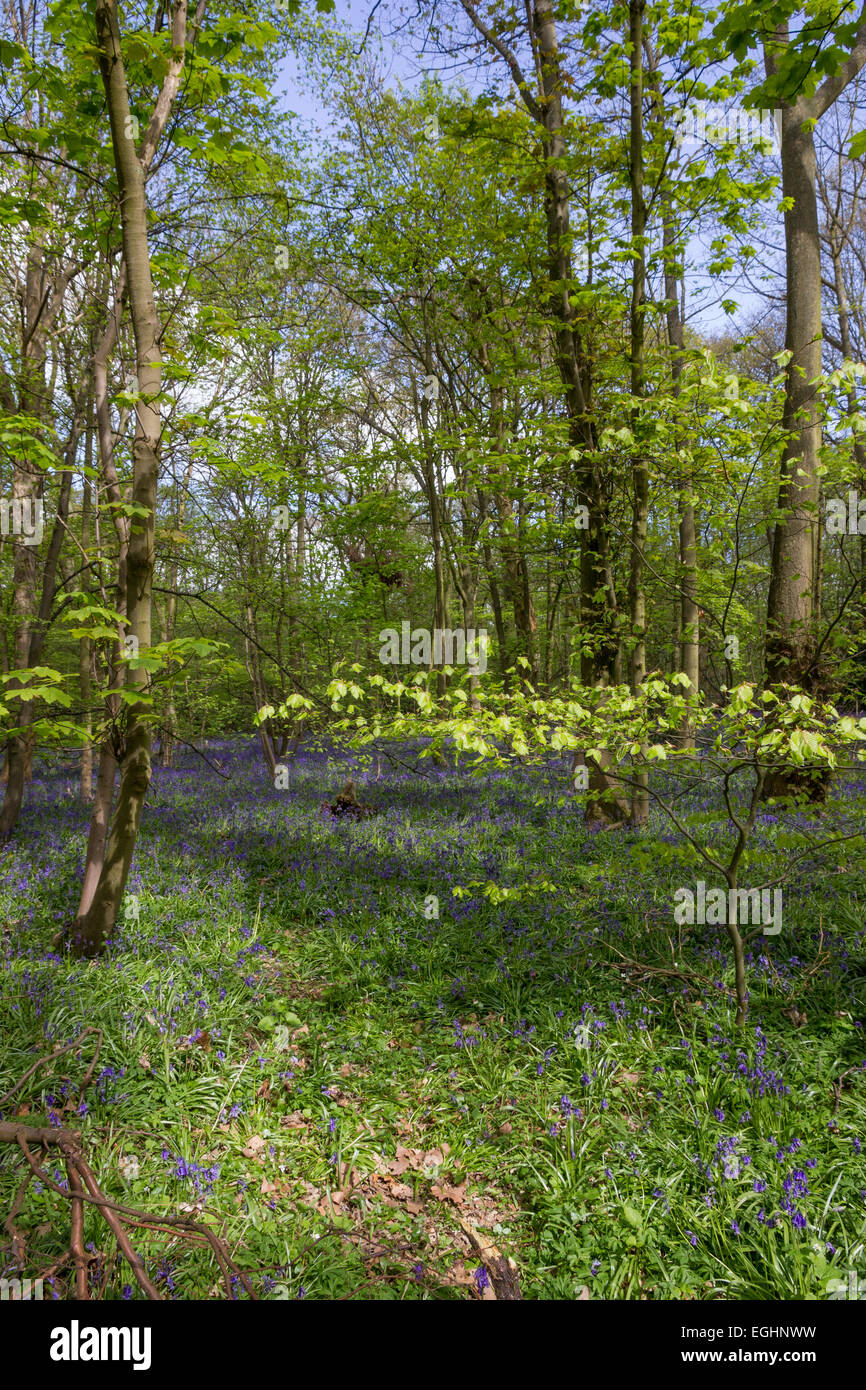 Tewin hi-res stock photography and images - Alamy